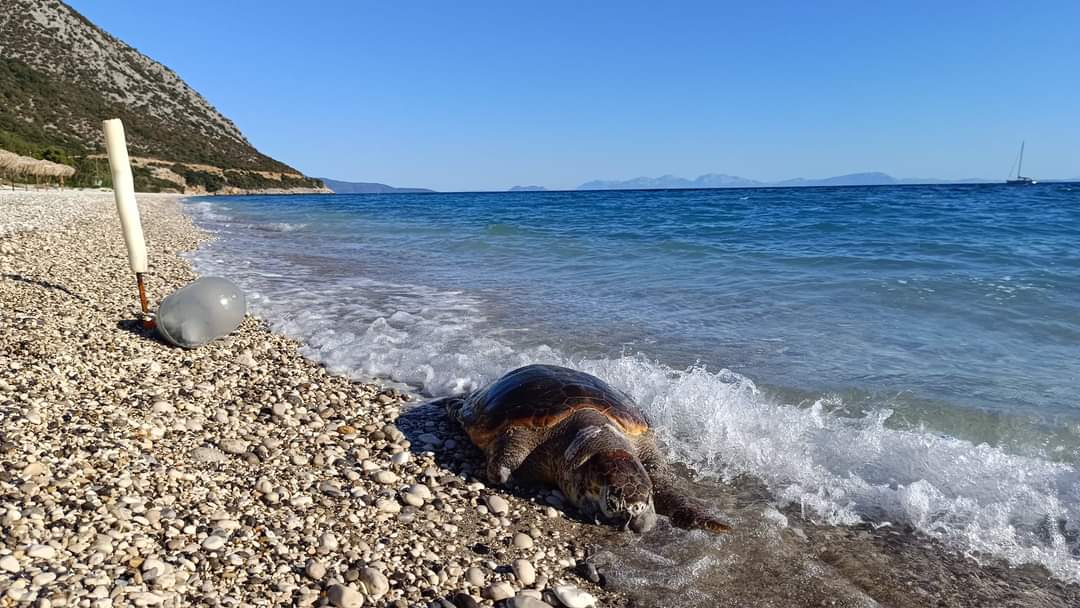 Χελώνα Καρέτα Καρέτα βρέθηκε νεκρή στην Παραλία Αράγια του Πόρου ...